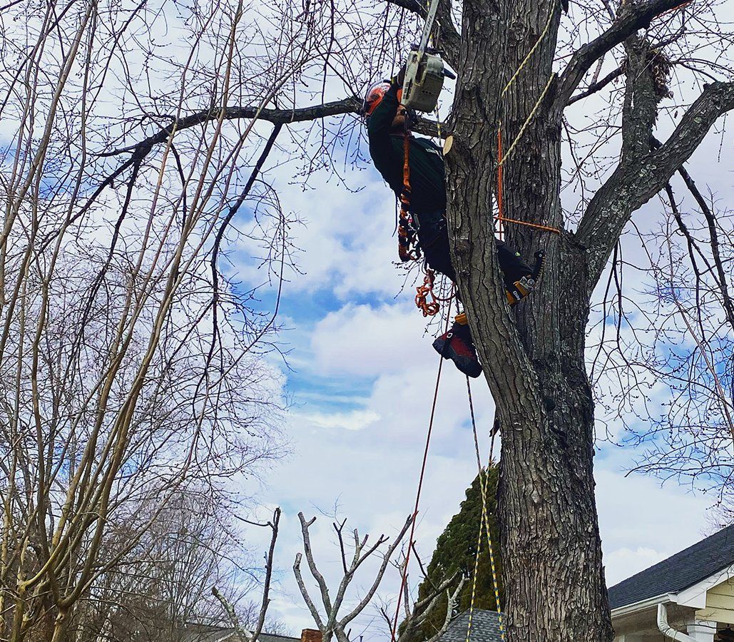 Tree Company Winston Salem, NC | Dillon Tree Service