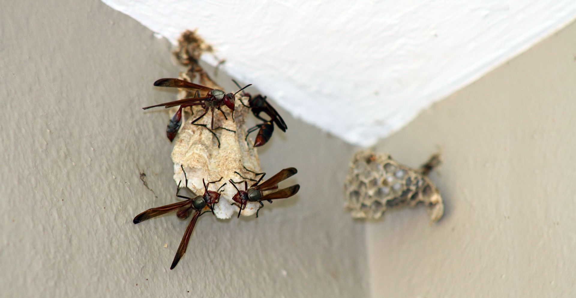 Spider, Ants, Wasps | Suffolk, VA | Suffolk Pest Control