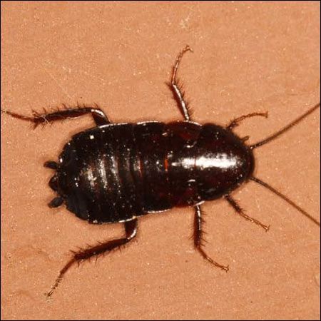 Oriental Cockroach Pest Control Id Copesan Pest Library Cockroach Pest