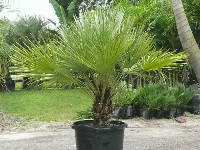 Palm Tree Nursery Sarasota, FL | Blue Sky Landscaping