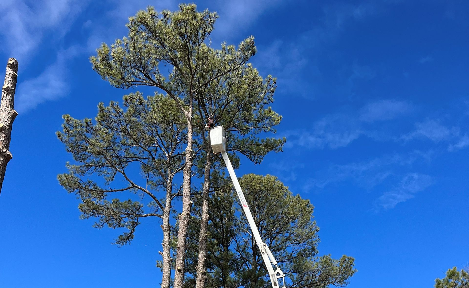 Gallery | Ace Tree Services & Stump Grinding