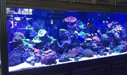 Saltwater Aquarium Online Store