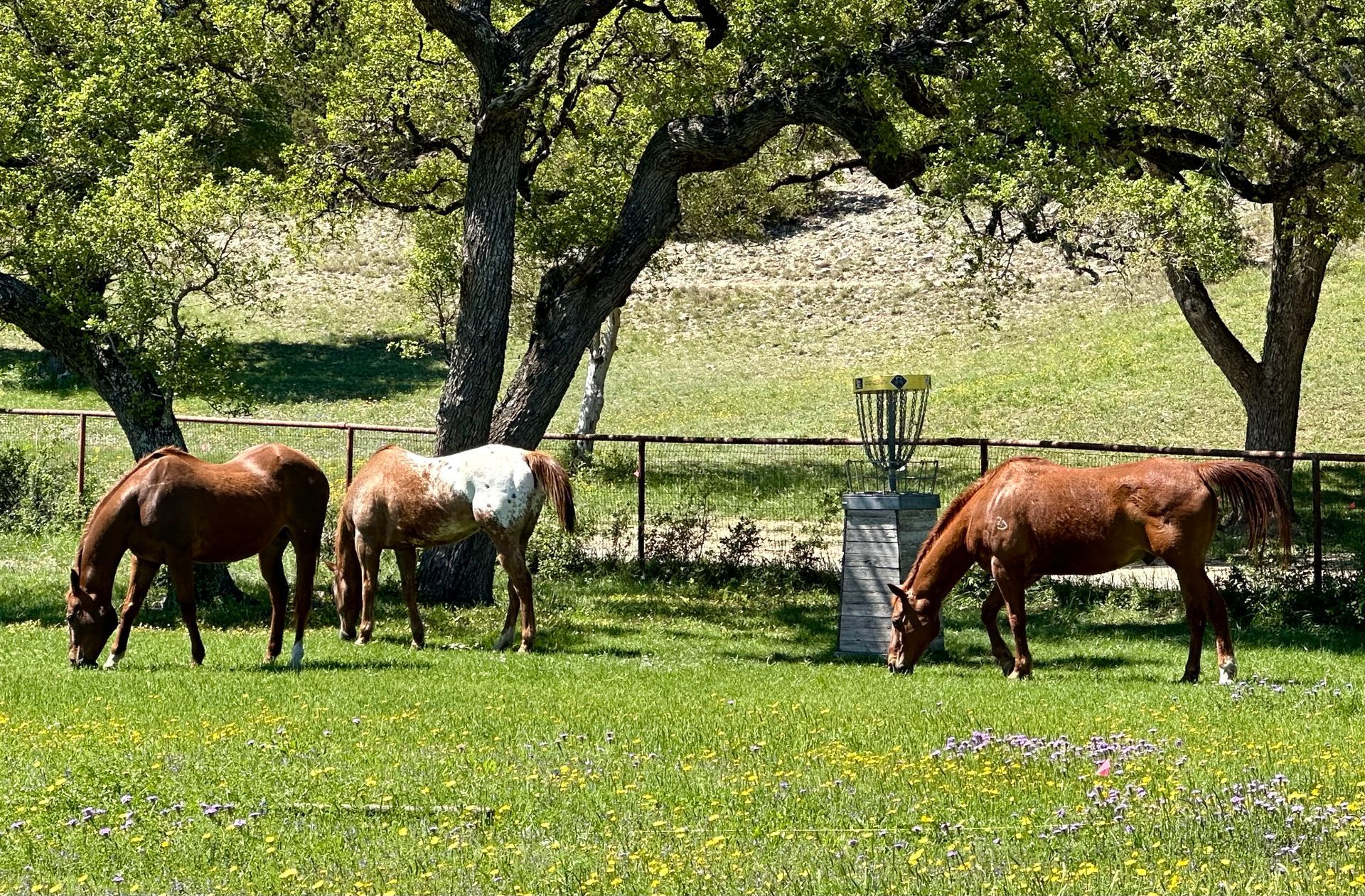 Gallery | Helotes Hill Country Zip Lines
