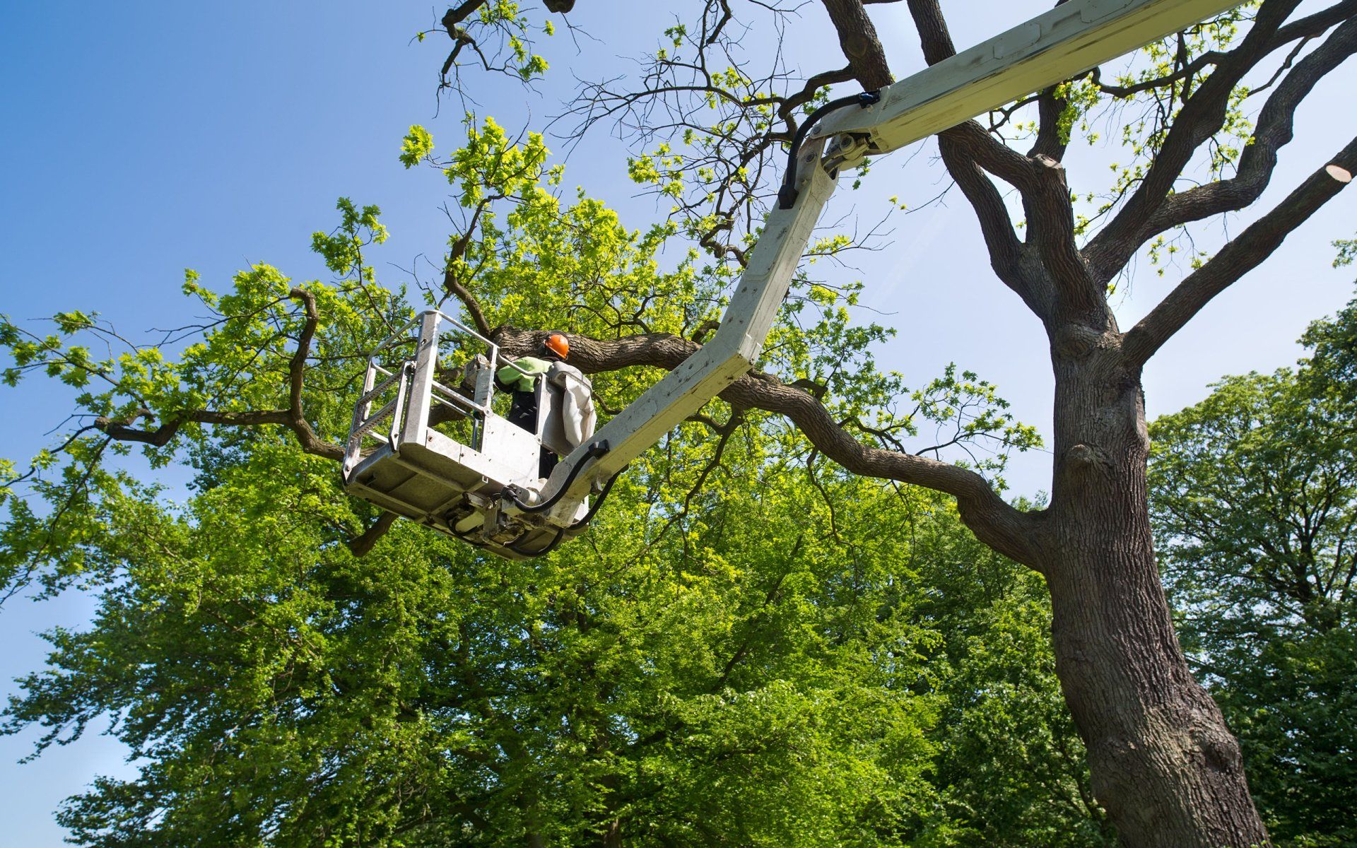 Tree Services Northern & Central, VA, | Gordon W. Frazier Tree Service