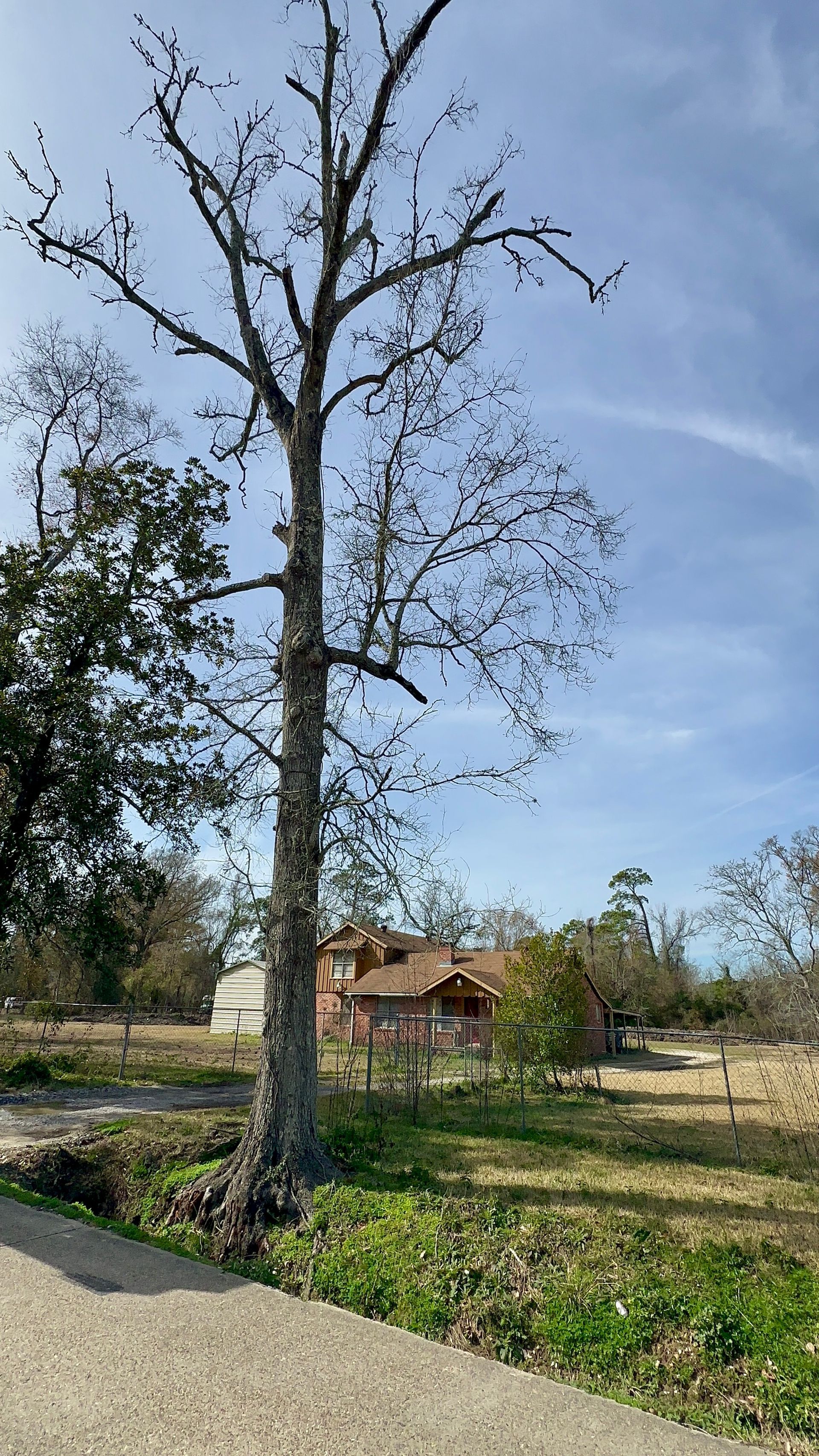 Gallery | Davis Tree Experts | Vidor, TX | Beaumont, TX