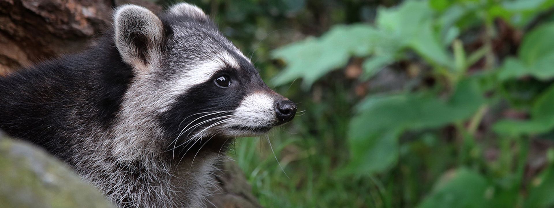 Rodent & Pest Control & Prevention Tarrant County TX Wildlife X Team