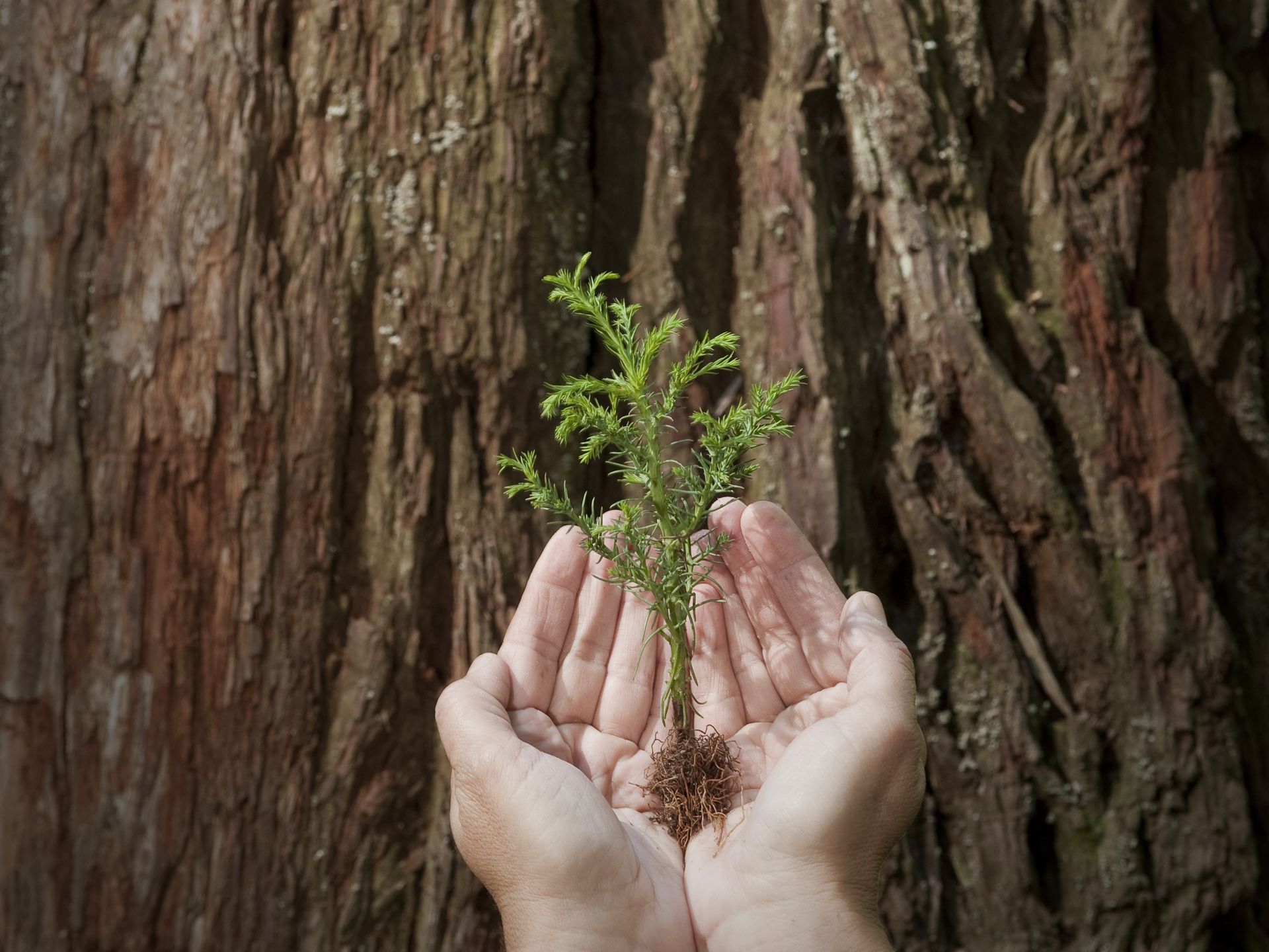 Indoor Potting Medium | Ivy May