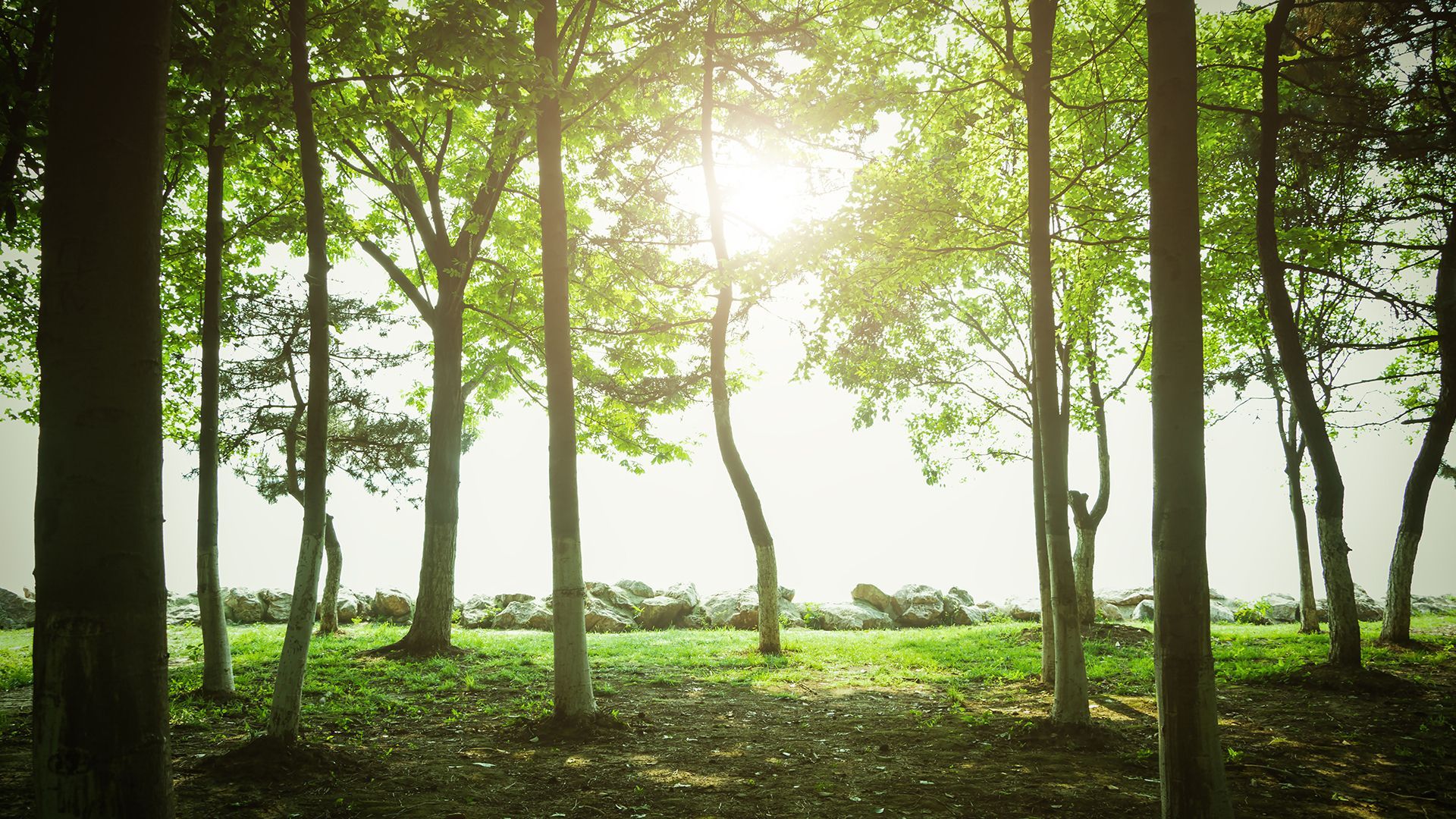 About ICT Tree Service | Sedgwick County, KS