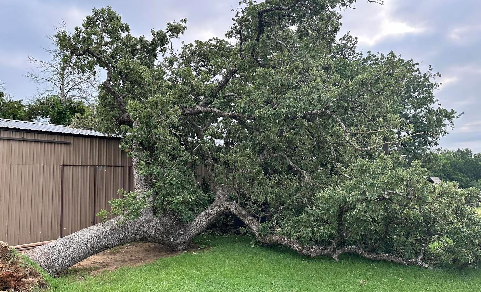 Tree Service Taylor, TX | Hutto, TX | Woodsman Company