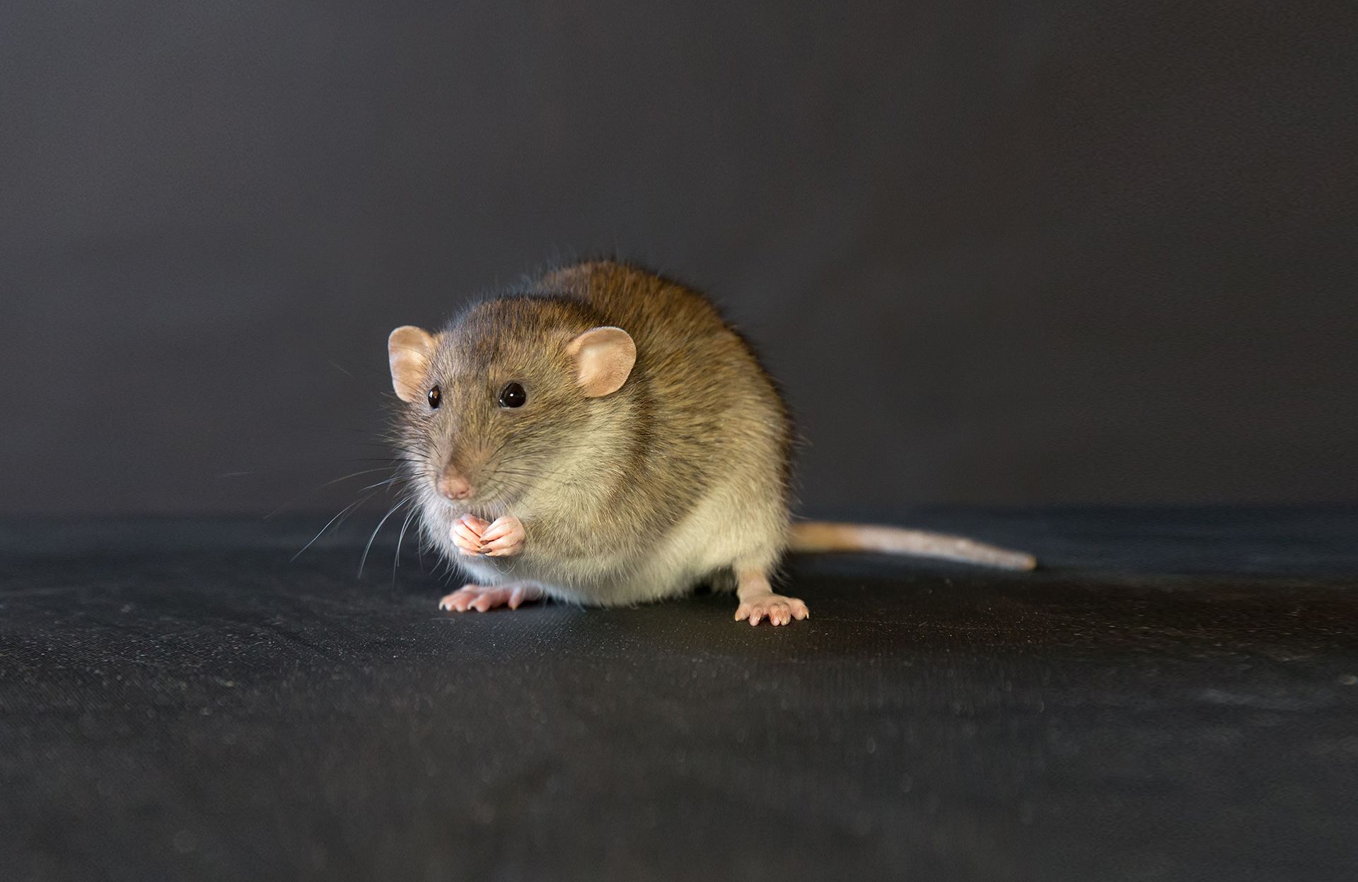 Pest Control Services West Seattle, WA | Kent, WA