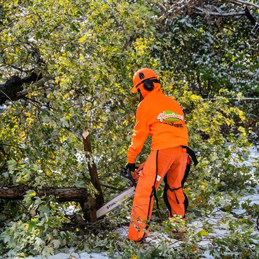 Arborist Springboro, OH | Harrison's Pro Tree Service
