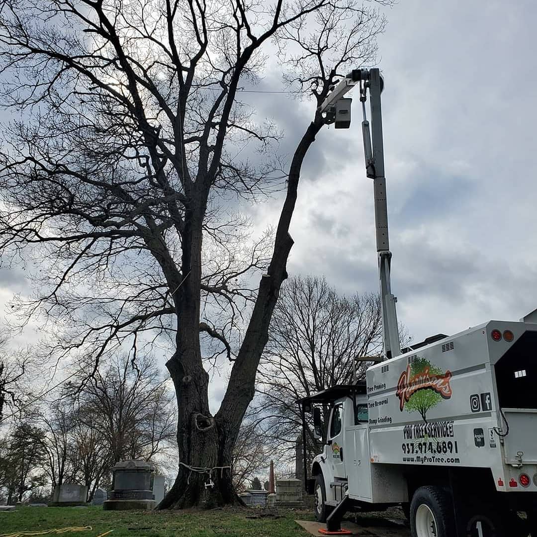 Arborist Springboro, OH | Harrison's Pro Tree Service