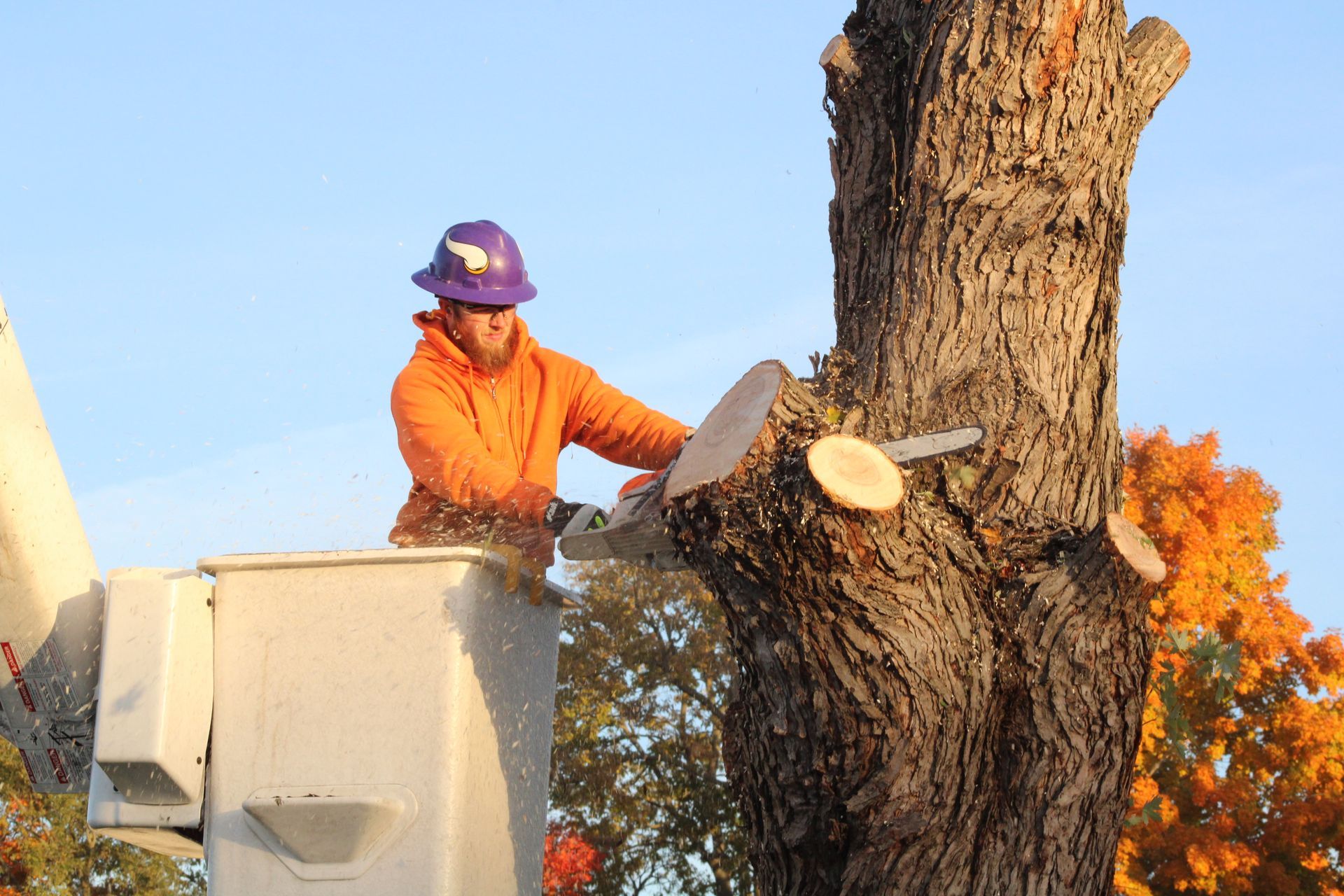 Arborist Springboro, OH | Harrison's Pro Tree Service