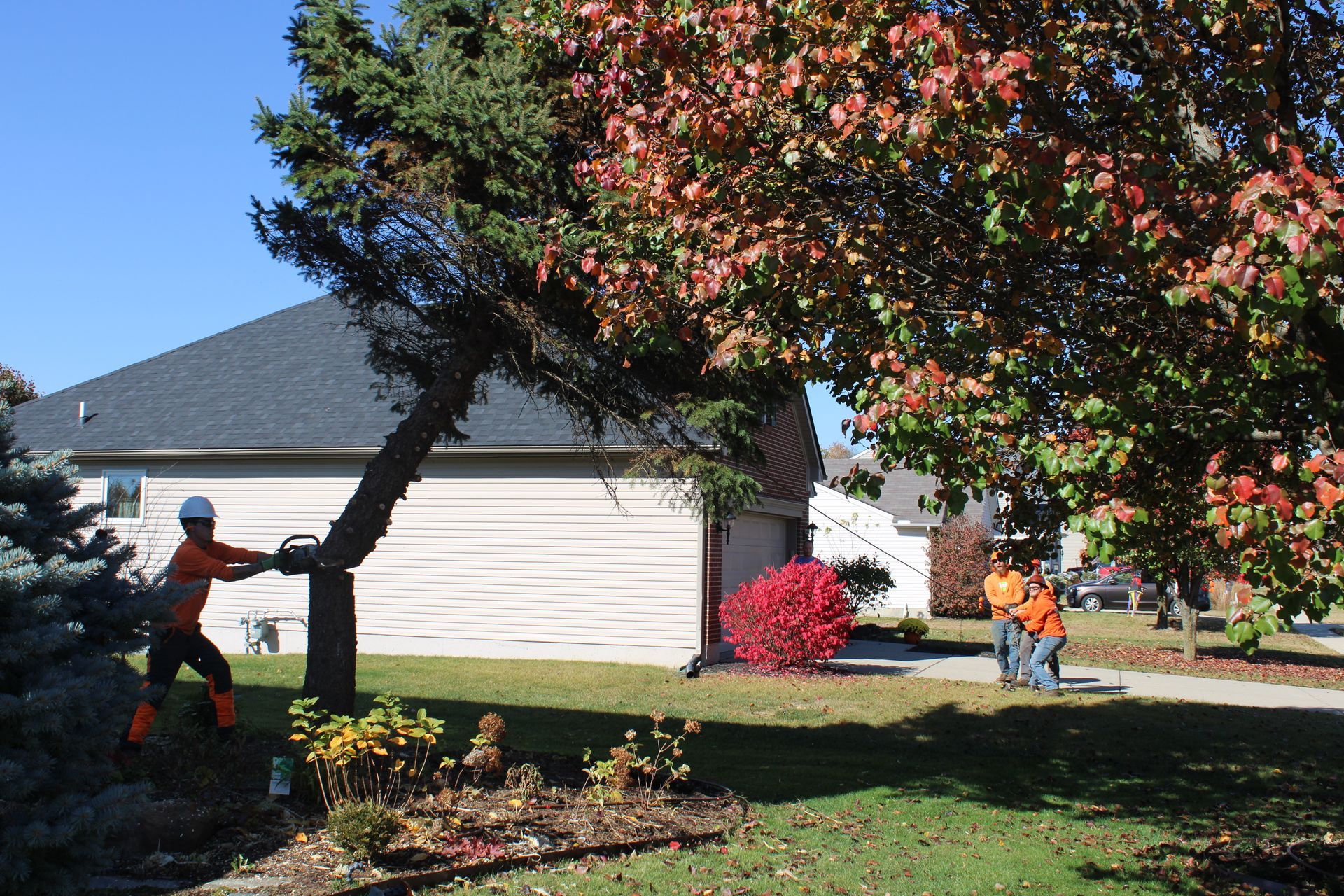 Arborist Springboro, OH | Harrison's Pro Tree Service