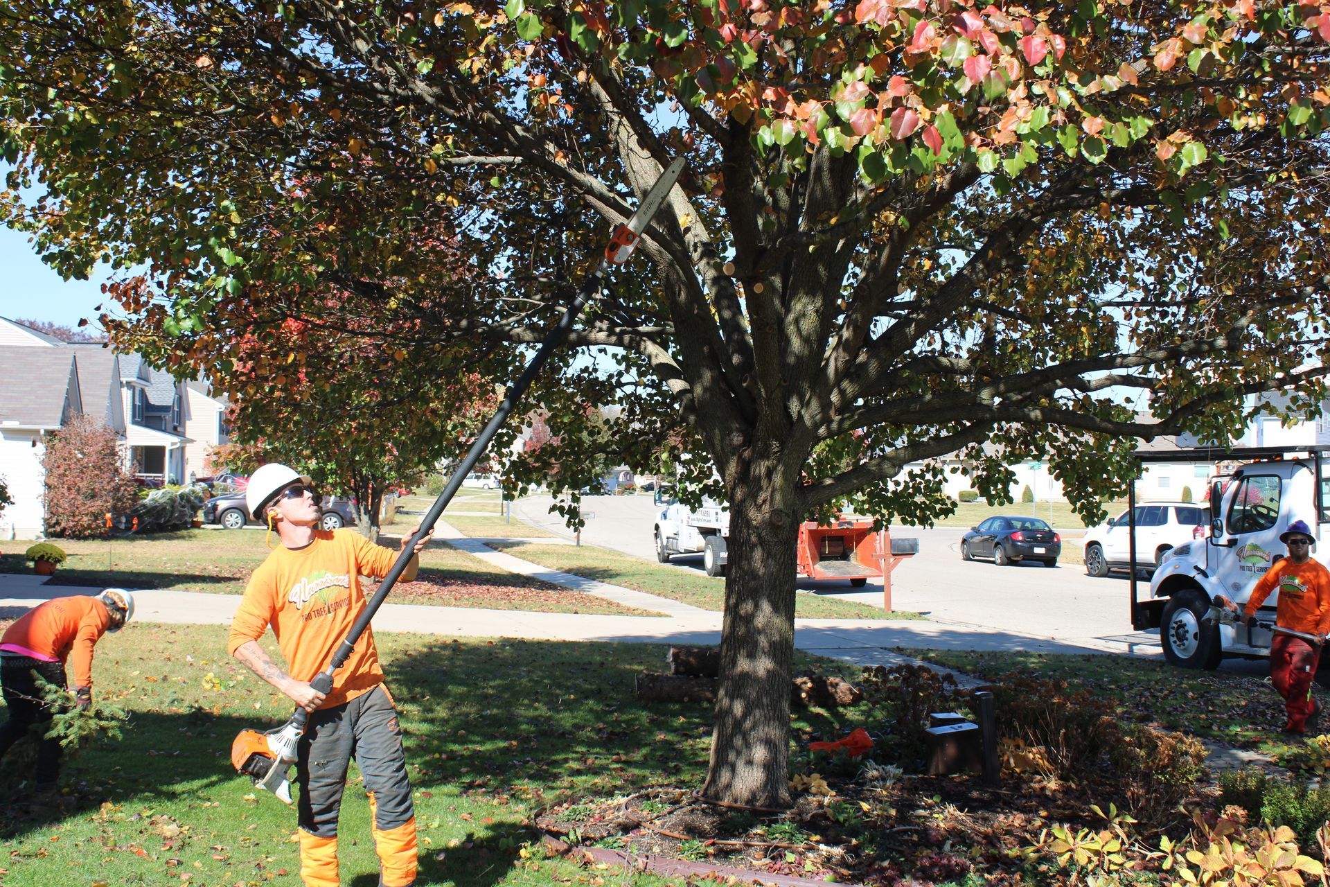 Arborist Springboro, OH | Harrison's Pro Tree Service
