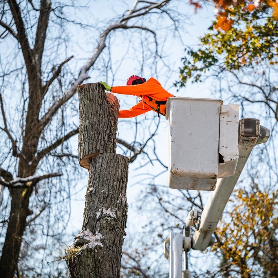 Harrison's Pro Tree Service | Tree Care | Franklin, OH