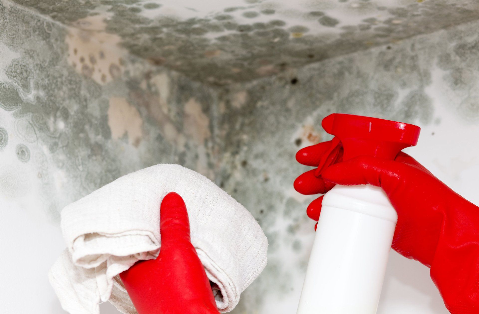 Odoms Home Mold Remediation | Mold Removal | Ridgefield, WA