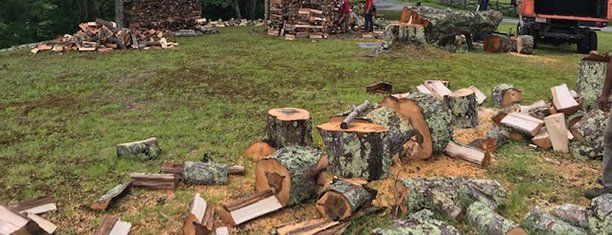 Stump Grinding and Removal Service Boone Banner Elk Burnsville NC