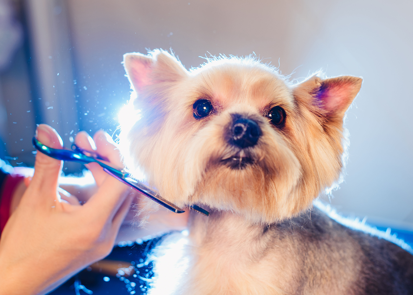 Dog Groomer Memphis TN Pet Styles Grooming Salon Dog Groomer Memphis TN Pet Styles Grooming Salon
