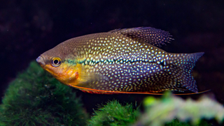 Freshwater Fish | Saltwater Fish | Norman, OK