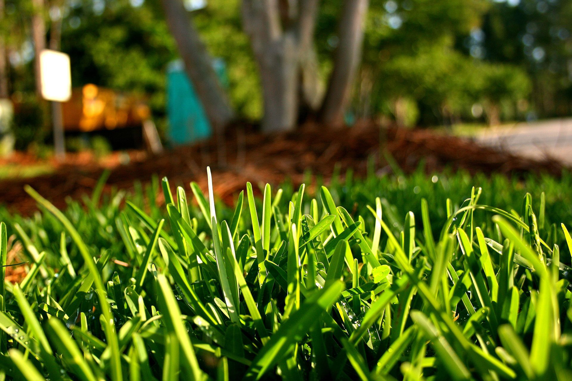 Sod | Turf Land Grass Sales & Installation | Honey Grove, TX