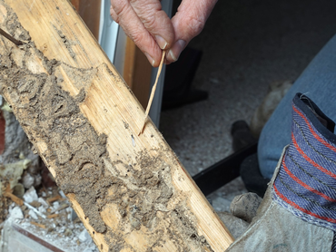 Pest Control Service Arlington, VA | Century Termite & Pest