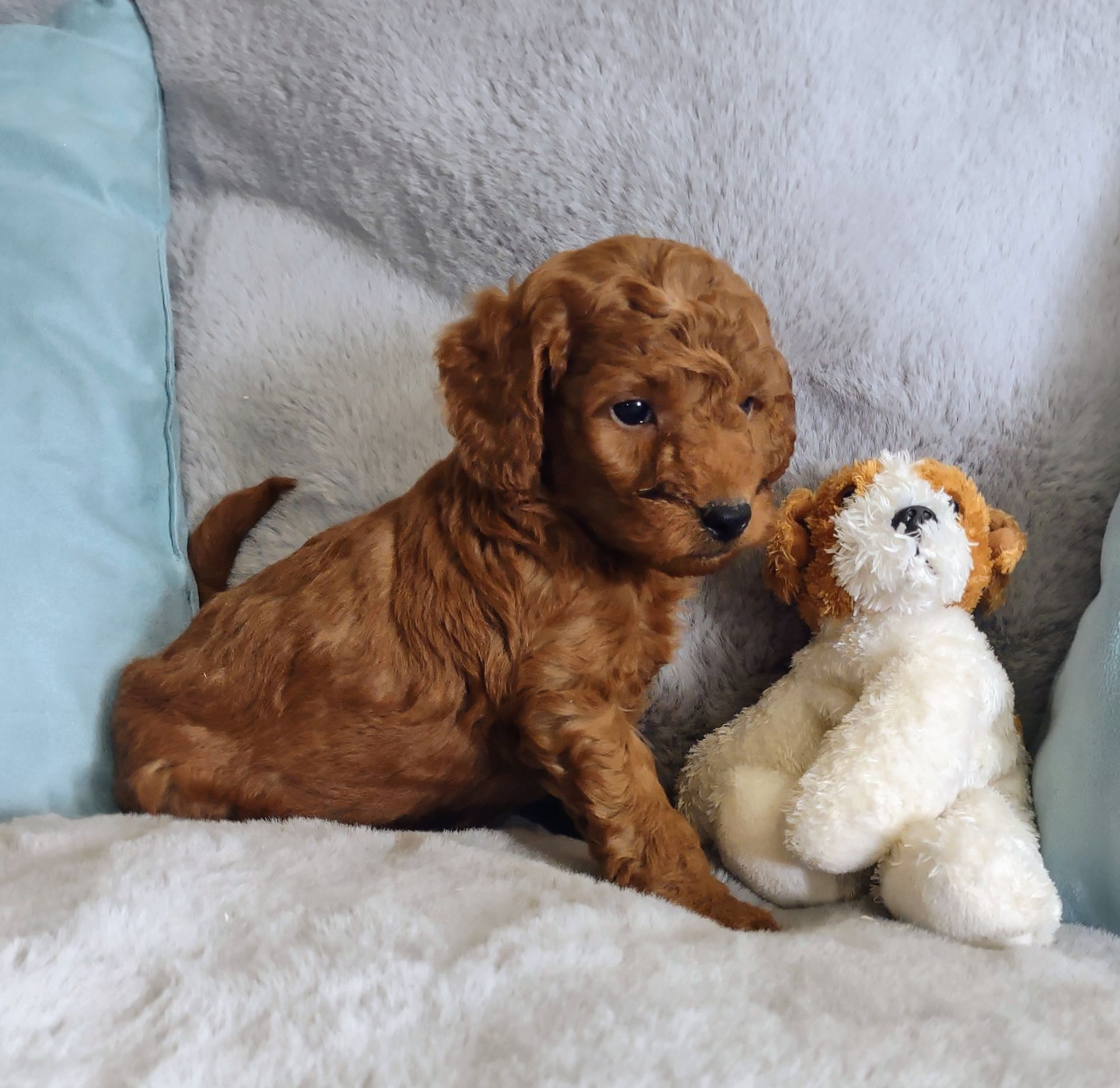 Goldendoodle Puppies | Arcola, IL