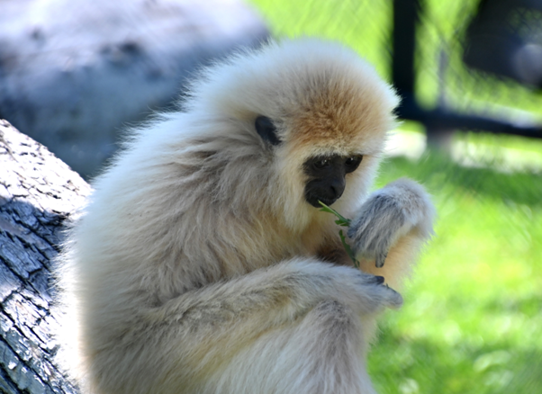 Chahinkapa Zoo | Exotic Animal Park | Wahpeton, ND