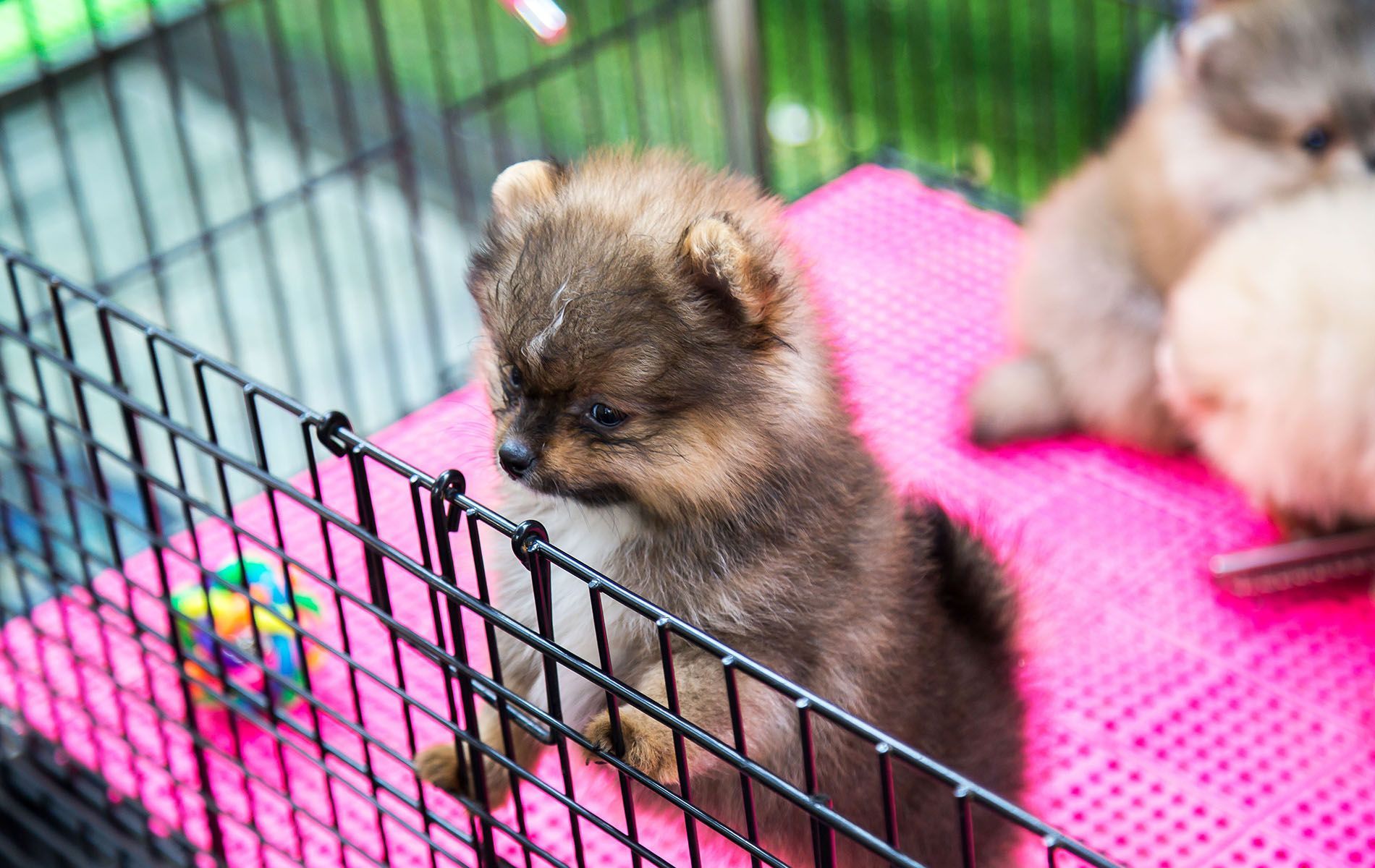 Dog Boarding & Daycare FAQs | South Lyon, MI