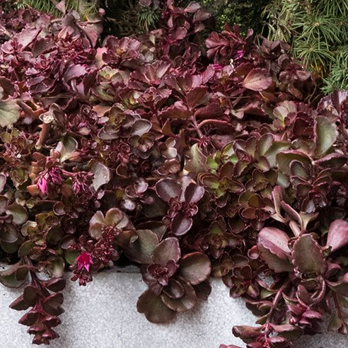 Nolt's Garden Center - Ground Covering Plants - Lebanon PA