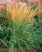 About Nolt’s Garden Center | Lebanon, PA Gardening