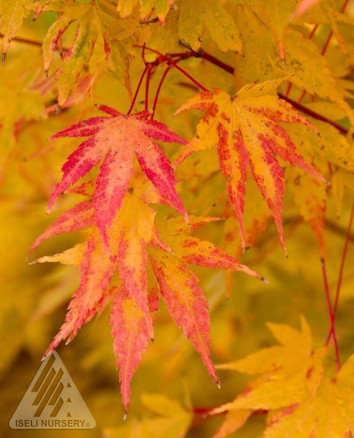 Coral Bark Japanese Maple - Trees - Nolt’s Garden Center
