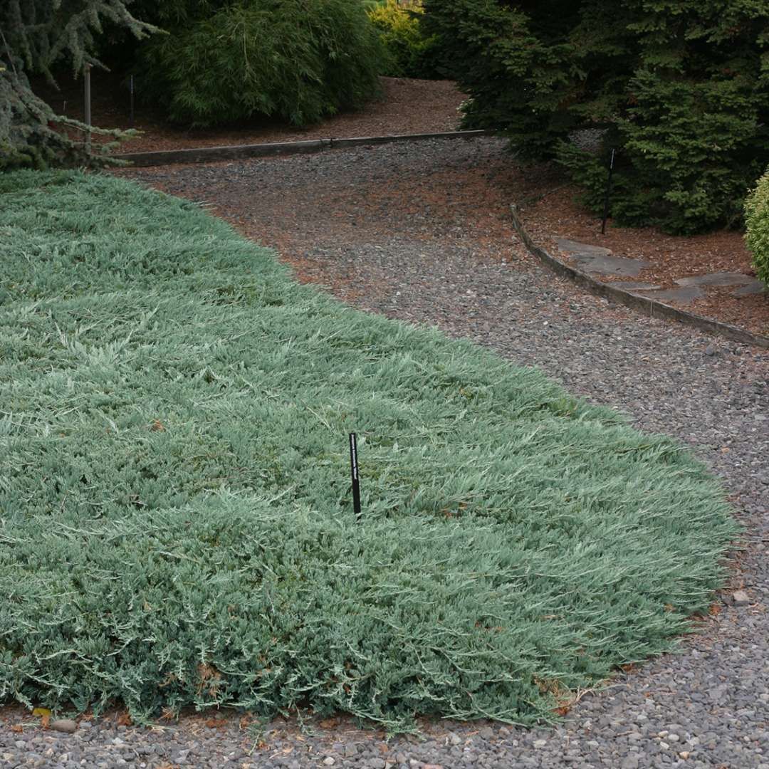 Blue Rug Juniper | Evergreens | Nolt’s Garden Center