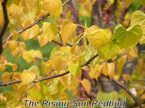 Eastern Redbud Fall Color