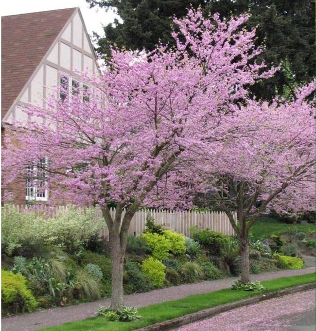 Shade & Flowering Tree Nursery | Trees Shop Near Me - Lebanon, PA