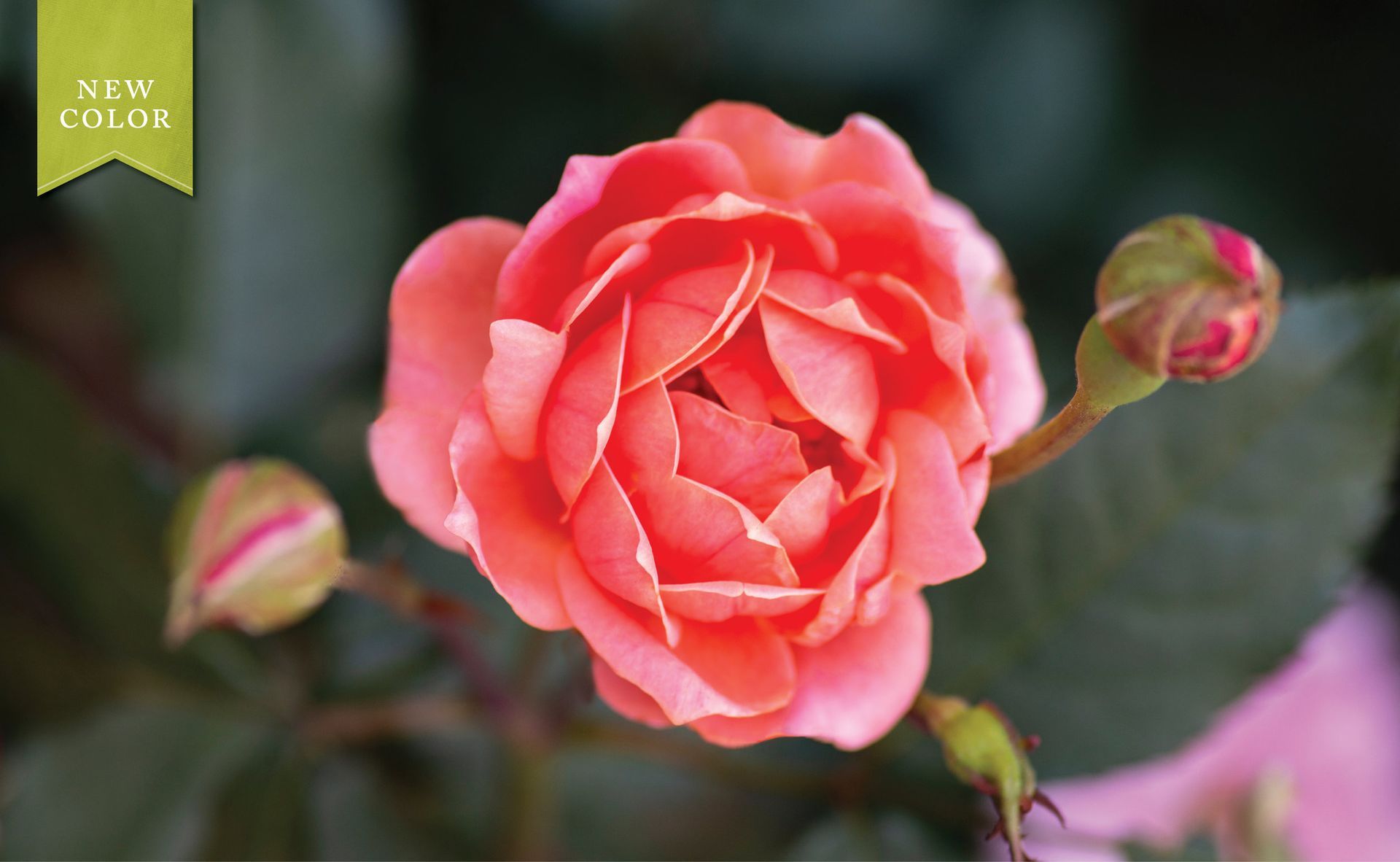 Coral Knockout Rose - Shrubs - Nolt’s Garden Center
