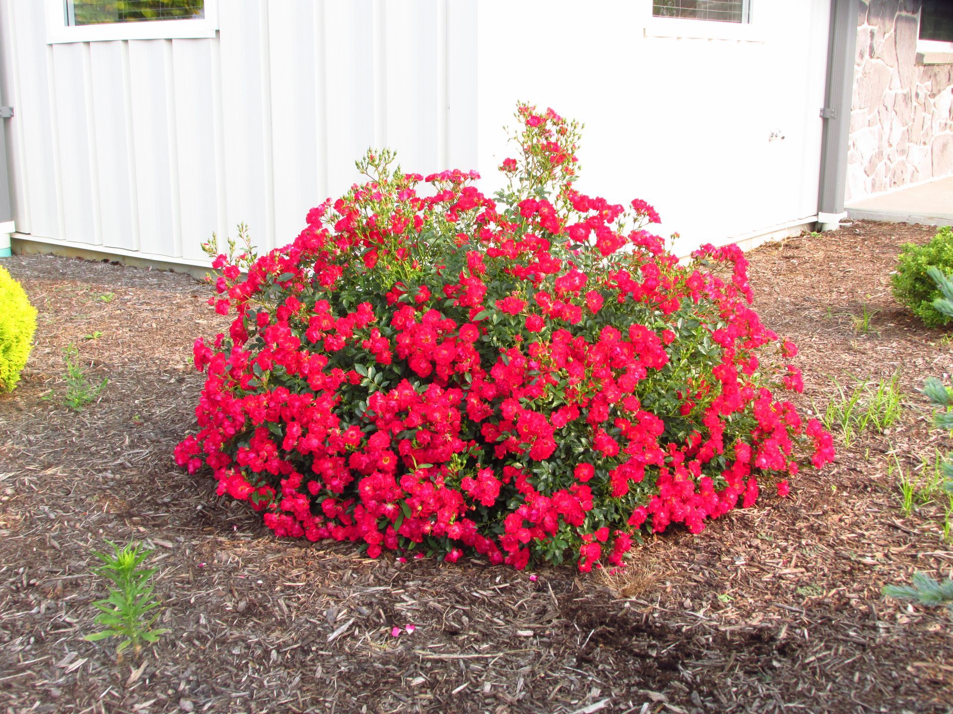 Red Drift Rose - Shrubs - Nolt’s Garden Center