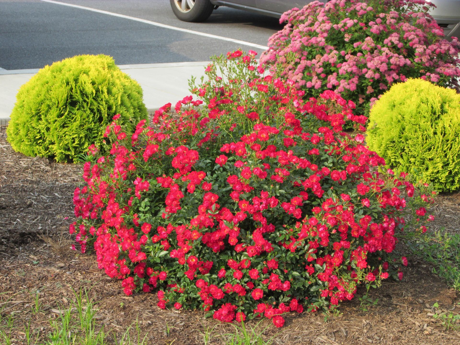Red Drift Rose - Shrubs - Nolt’s Garden Center