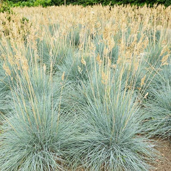 Cool As Ice Blue Fescue Grass - Nolt’s Garden Center