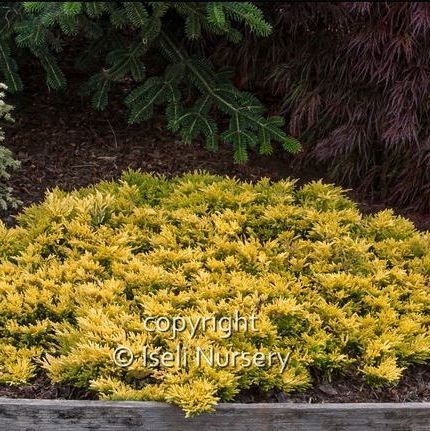 Nolt's Garden Center - Evergreen Plant Nursery - Lebanon PA