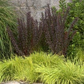 Nolt's Garden Center - Plant & Shrub Nursery - Lebanon, PA