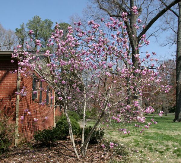 Arbusto De Magnolia Enana Jane