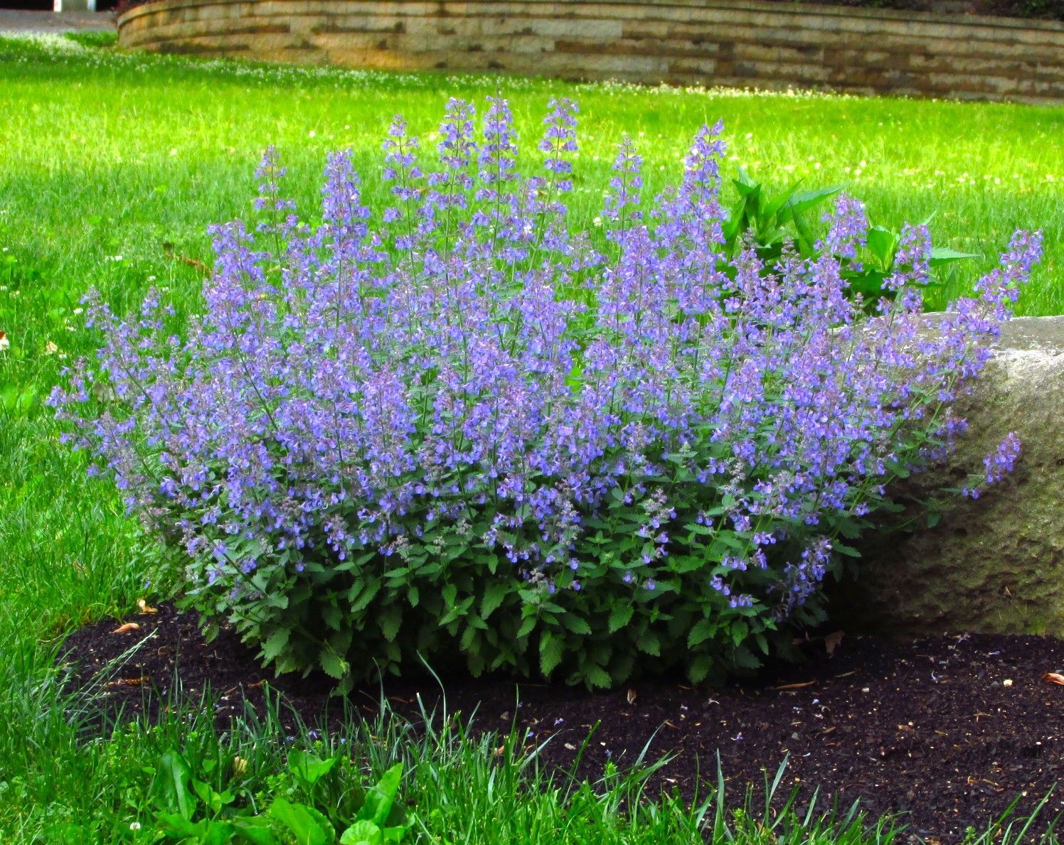 Junior Walker Catmint- Perennials- Nolt's Garden Center