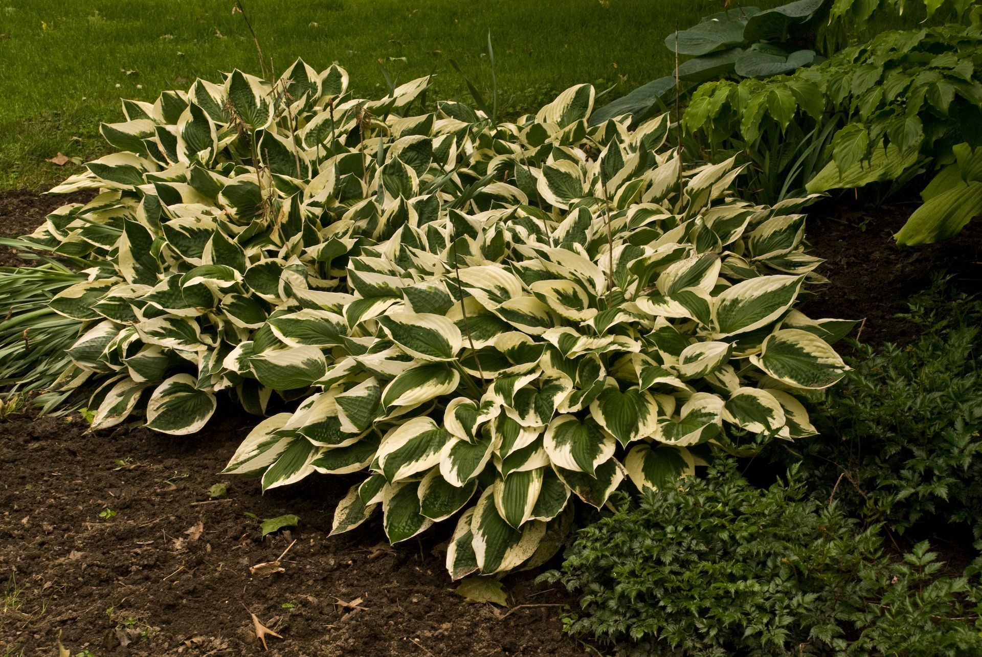 Patriot Hosta - Perennials - Nolt’s Garden Center