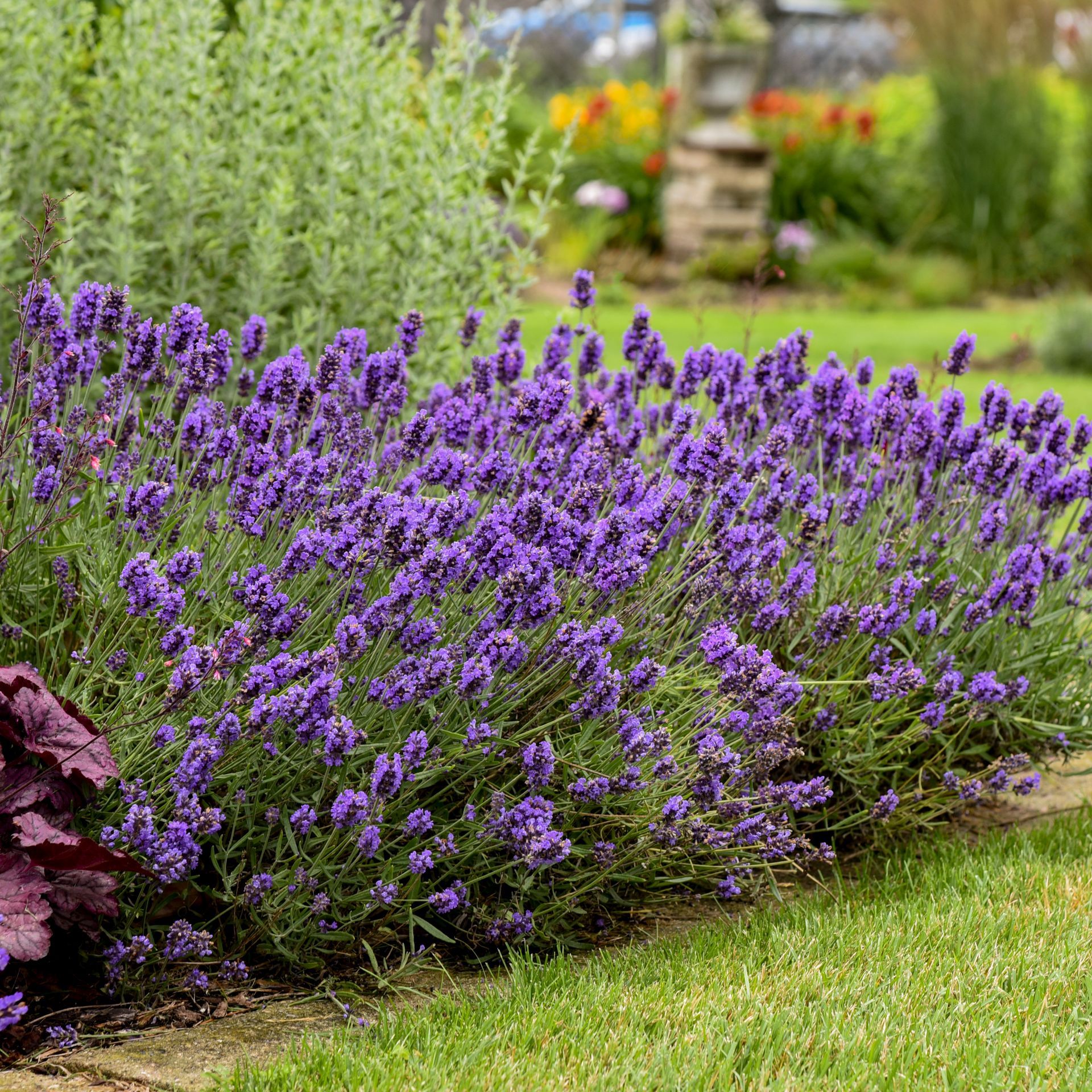 Sweet Romance English Lavender - Nolt's Garden Center
