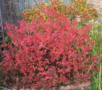 Nolt's Garden Center - Plants for Shade - Lebanon PA