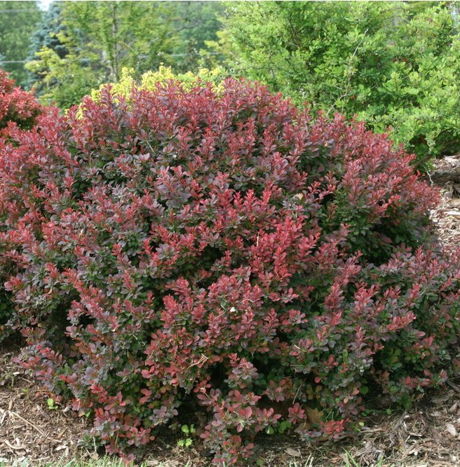 Nolt's Garden Center - Plant & Shrub Nursery - Lebanon, PA