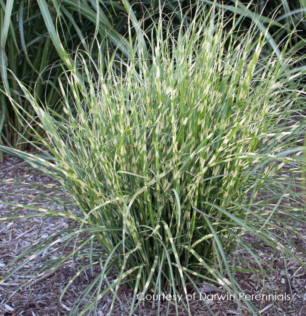 Nolt's Garden Center - Ornamental Grass Plants - Lebanon PA