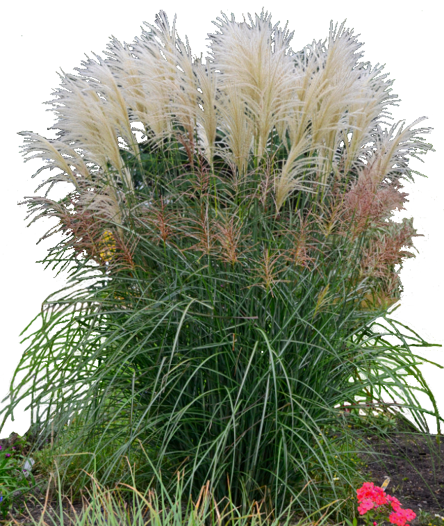 The Nursery - Plant Nursery Lebanon | Plant Garden Store Near Me