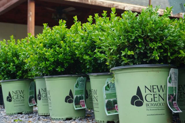 Boxwood Buxus NewGen™ Freedom® (Boxwood) // Exciting⚡ NEW Boxwood